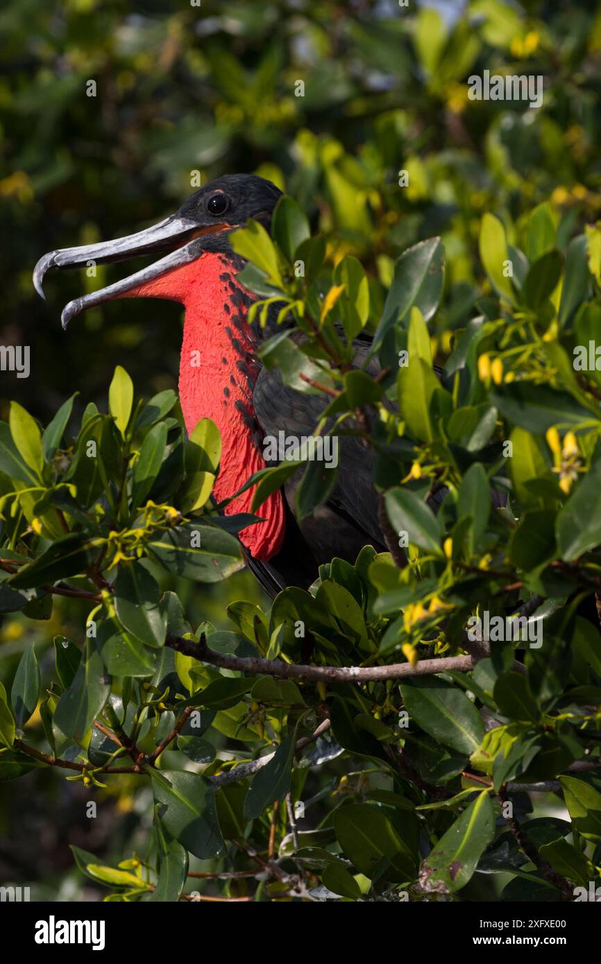 Magnificent frigate bird (Fregata magnificens) perched in Red mangrove ...