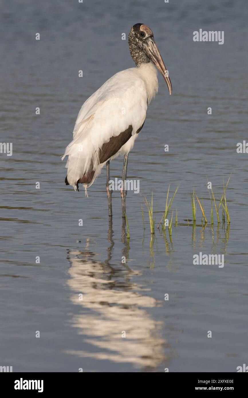 Wood stork (Mycteria americana) in saltwater lagoon. Tierra Verde ...