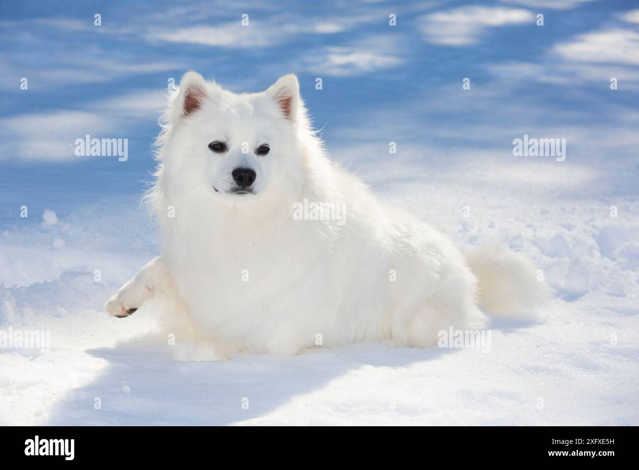 American Eskimo dog in snow. Connecticut, USA Stock Photo - Alamy