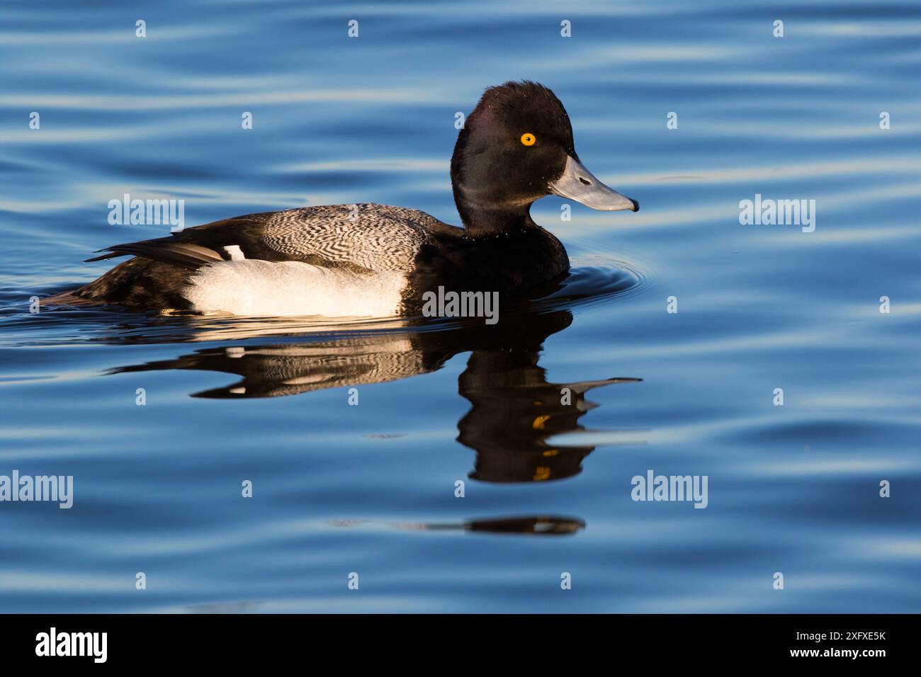 Lesser scaup (Alythya affinis) drake, wintering on Eastern Shore ...