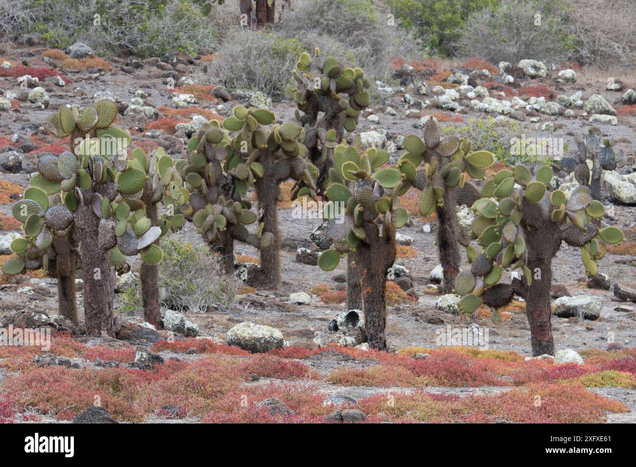 Giant prickly pear (Opuntia echios) cacti, Plazas Island, Galapagos ...
