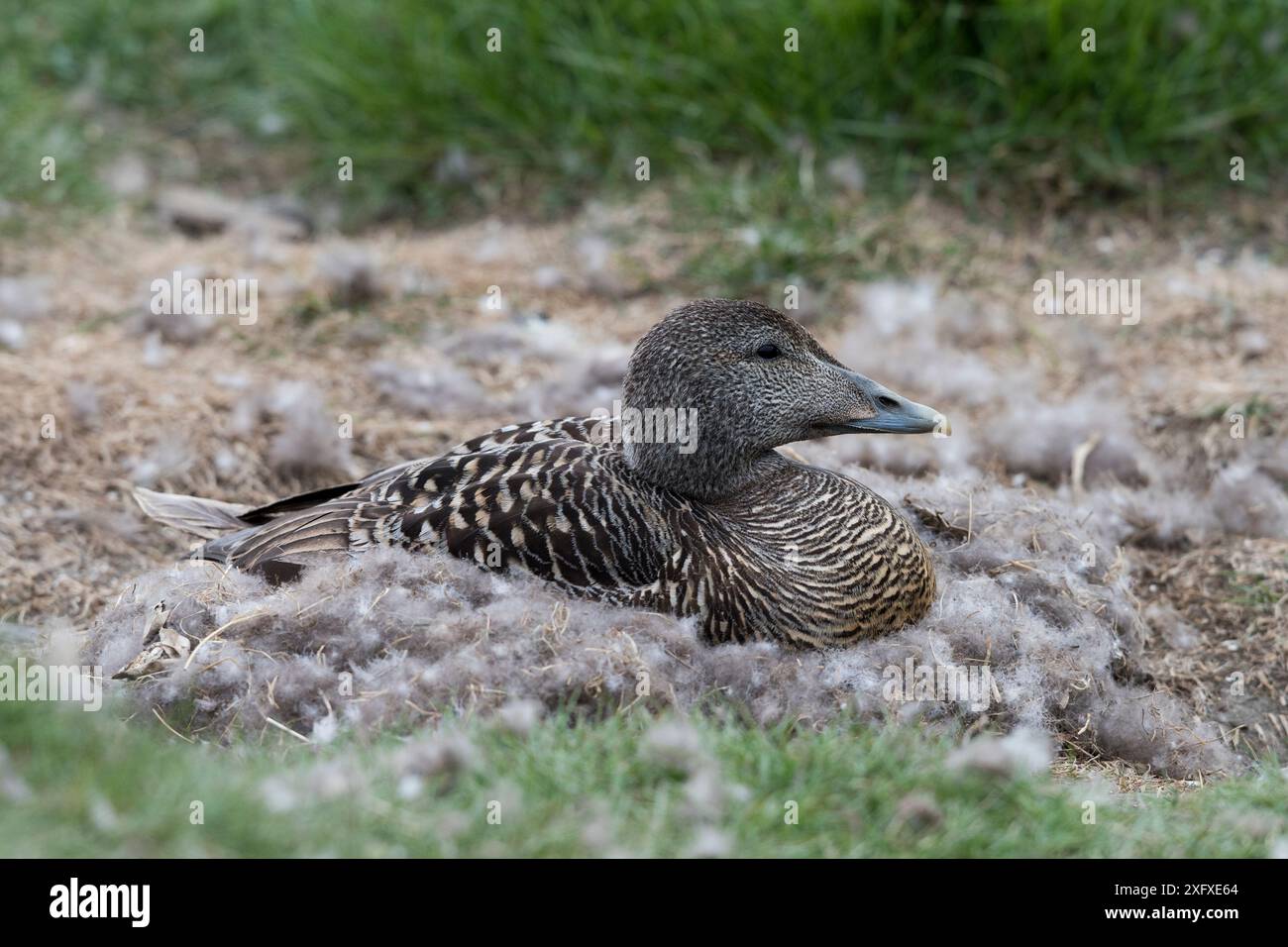 Common eider duck (Somateria mollissima) female sitting on nest ...