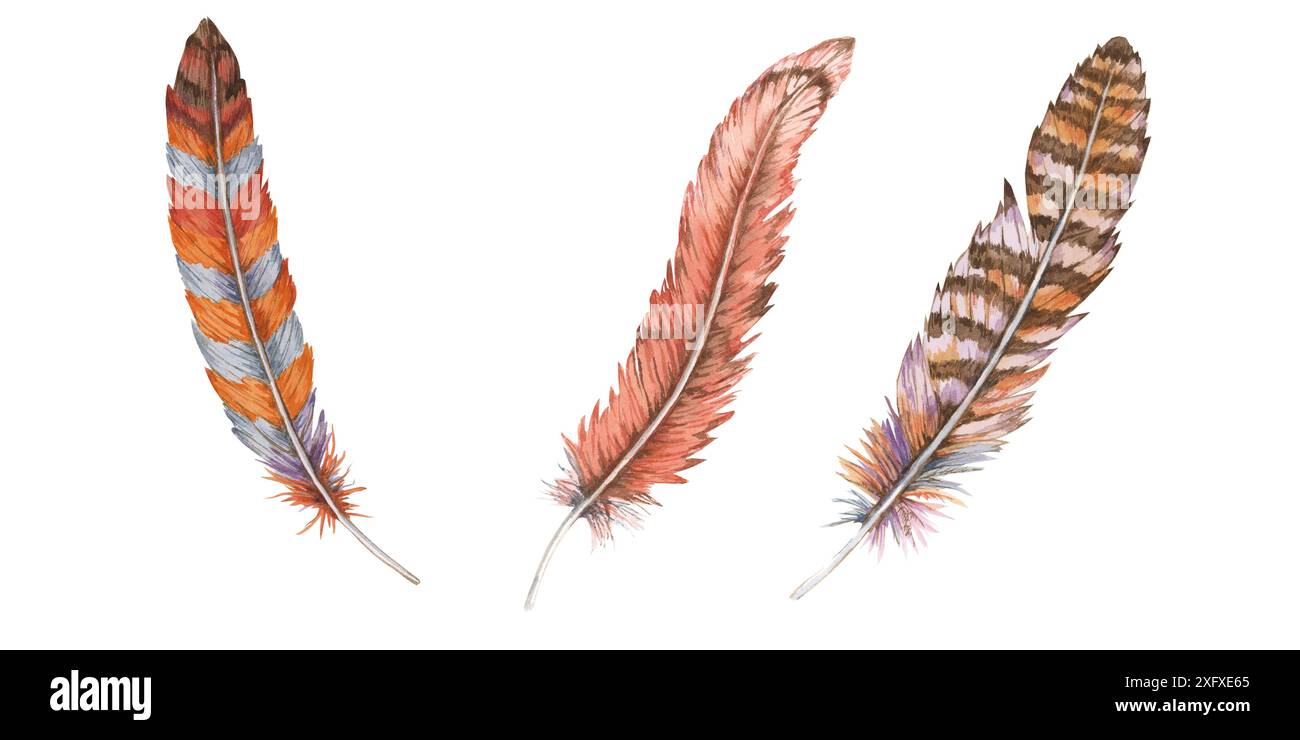 Collection of three feathers in various colors and patterns, Detailed ...