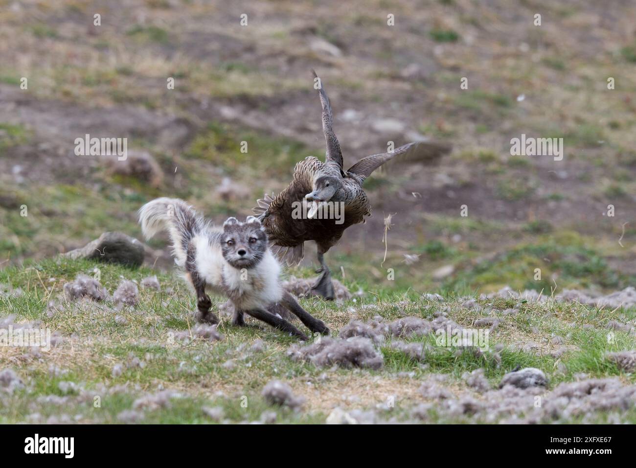 Arctic fox (Vulpes lagopus) flushing Common eider duck (Somateria ...