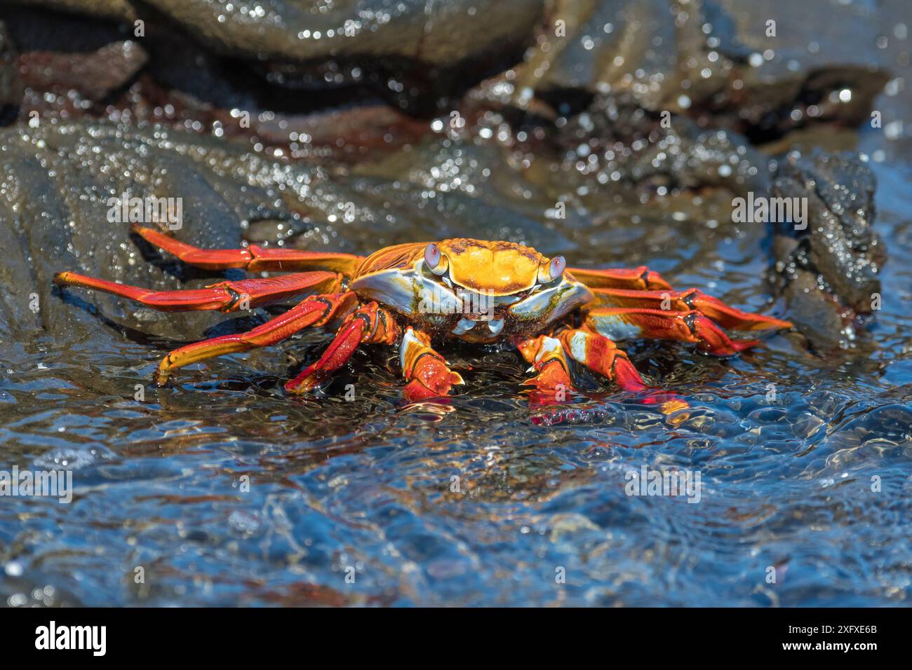 Sally lightfoot crab (Grapsus grapsus) feeding on algae, Mosquera Beach ...