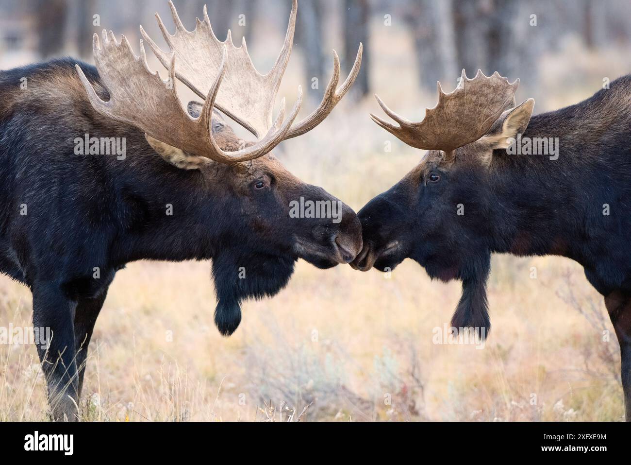 Shiras moose (Alces alces shirasi), two males sniffing one another ...