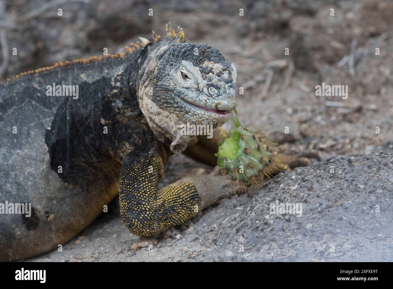Trachycephalus sp hi-res stock photography and images - Alamy