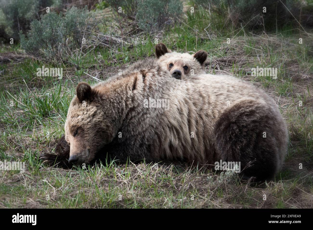 Frontal and profile views hi-res stock photography and images - Alamy