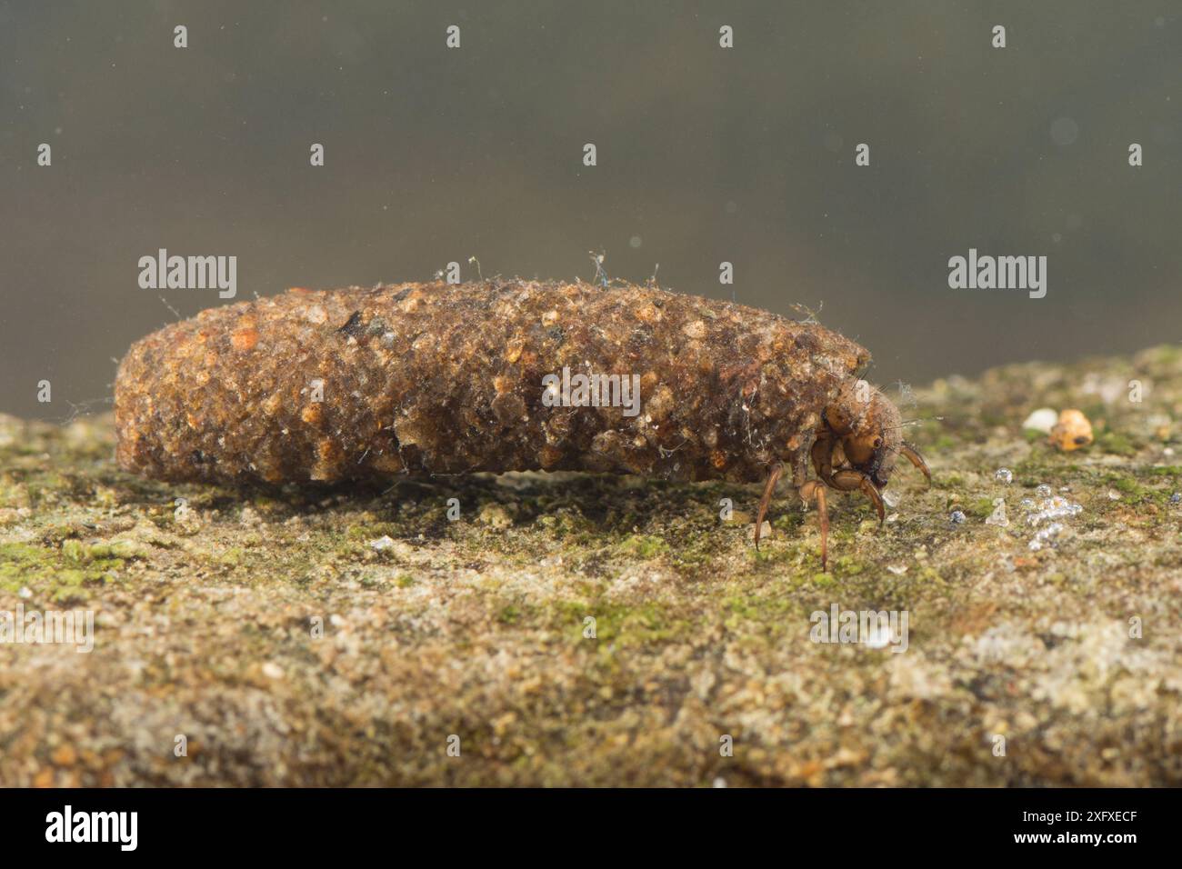 Case-building caddisfly larva (Potamophylax rotundipennis), underwater ...