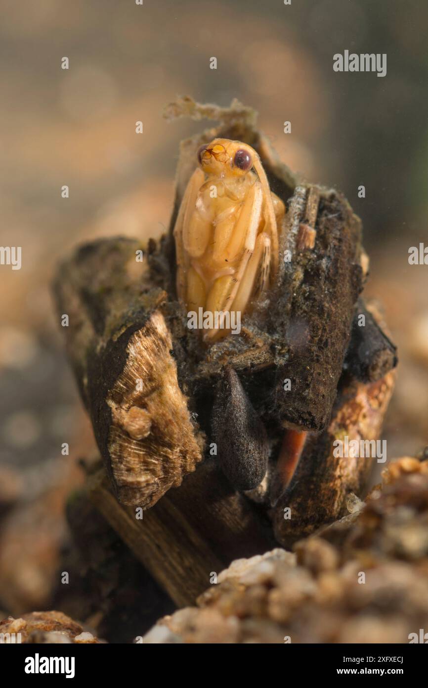 Caddisfly pupa (Trichoptera), Europe, June, controlled conditions Stock ...