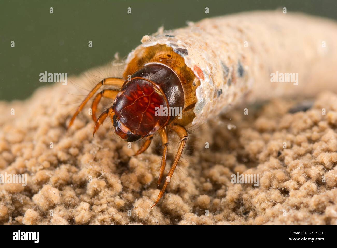 Case-building caddisfly larva (Sericostoma sp.), underwater, Europe ...