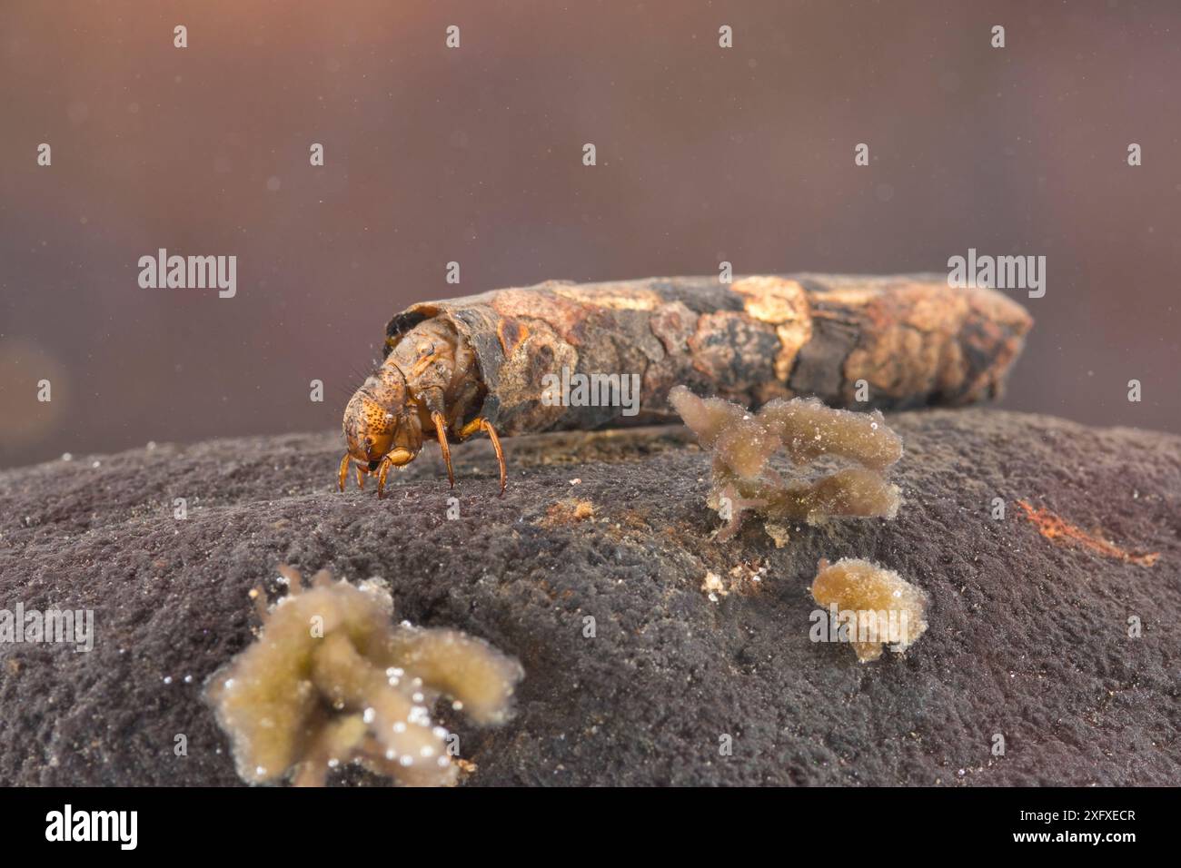 Case-building caddisfly larva (Limnephilidae), underwater, Europe, June ...