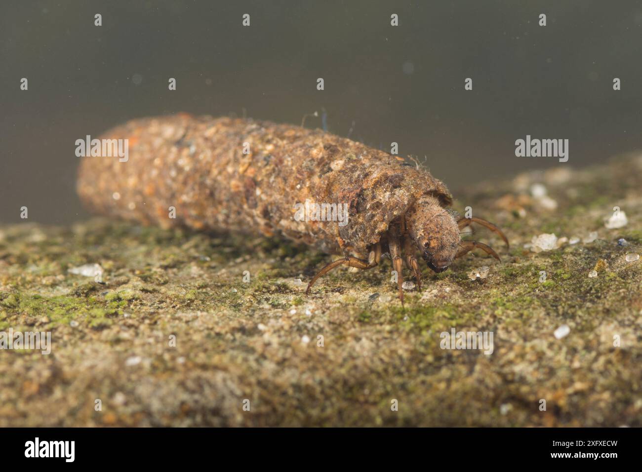 Case-building caddisfly larva (Potamophylax rotundipennis), underwater ...