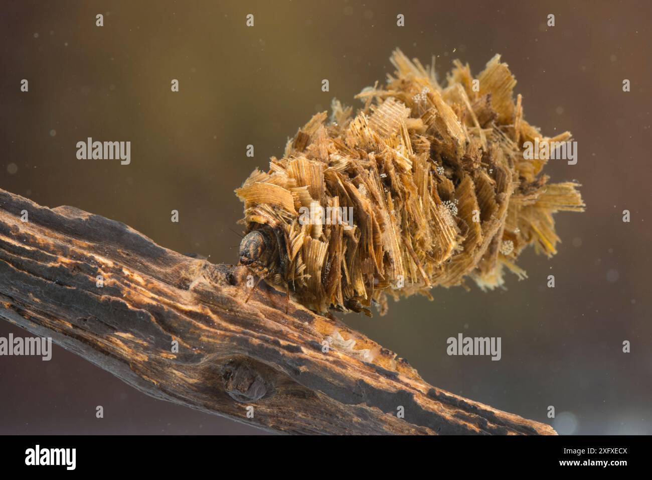 Case building caddisfly larva hi-res stock photography and images - Alamy
