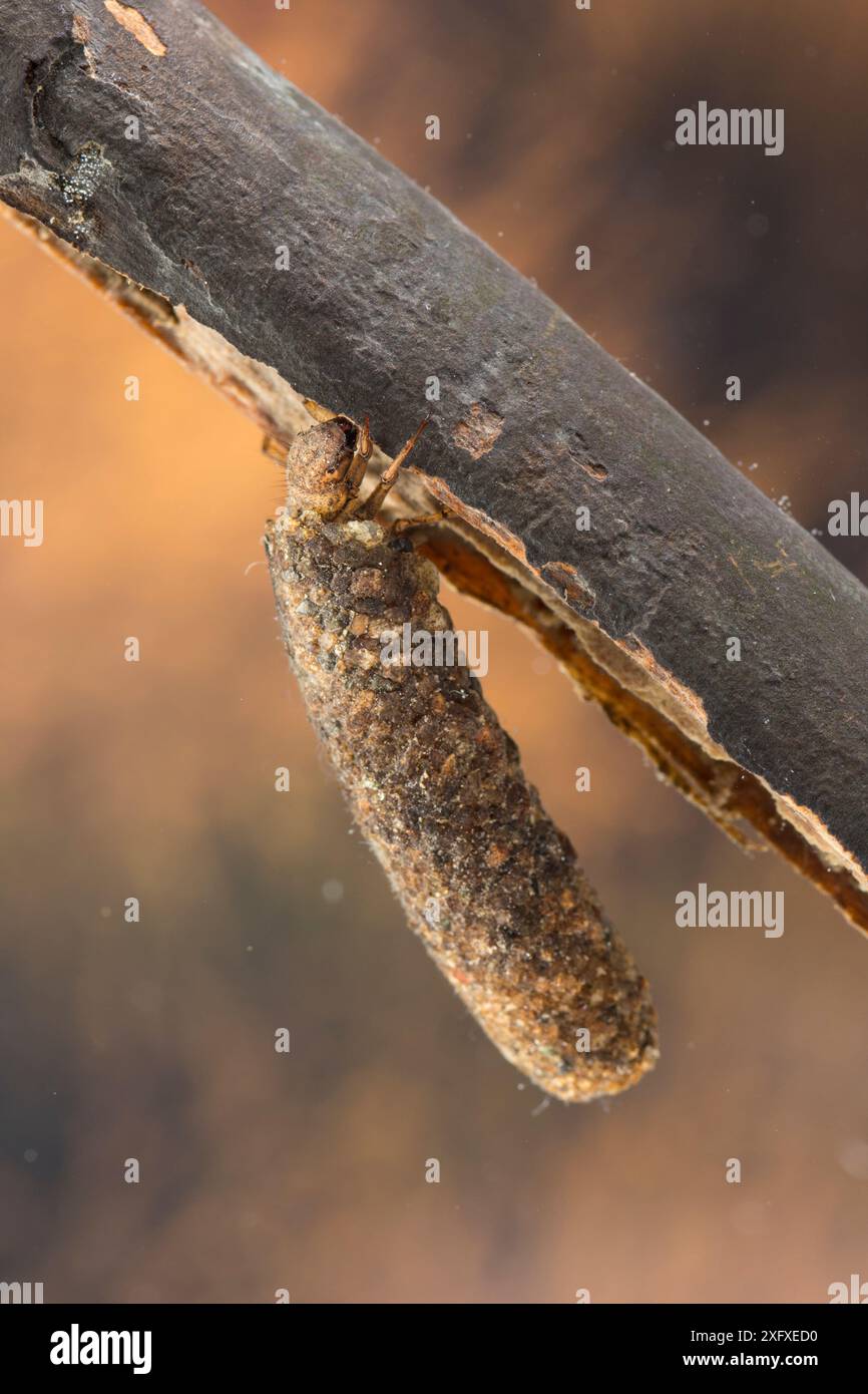 Case-building caddisfly larva (Potamophylax rotundipennis), Europe ...