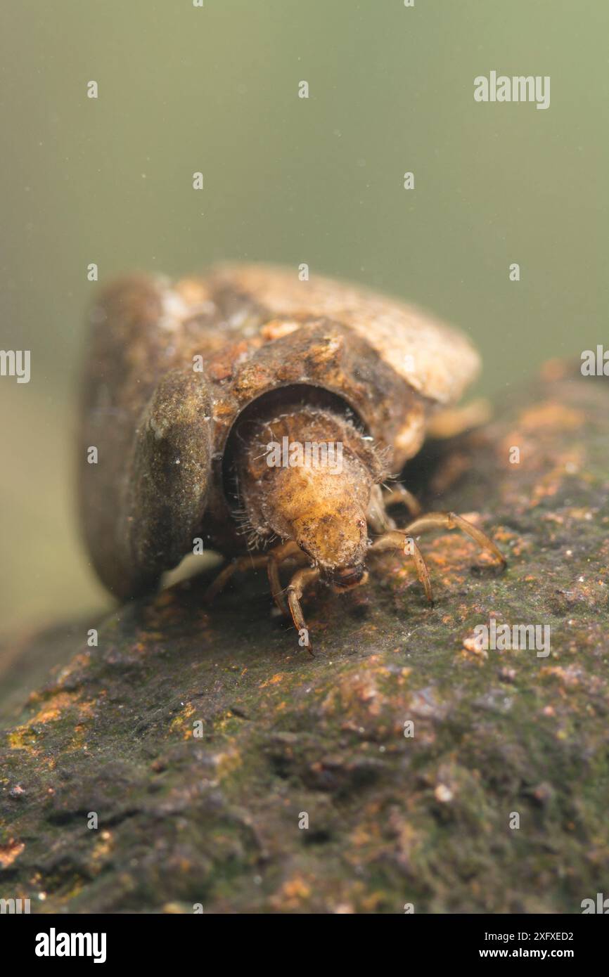 Case-building caddisfly larva (Goera pilosa), underwater, Europe, June ...