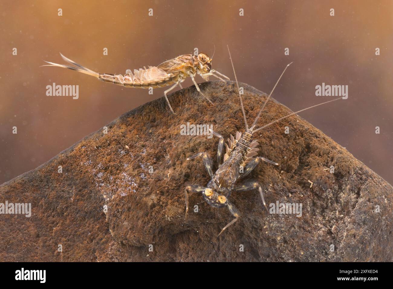 Flatheaded mayflies hi-res stock photography and images - Alamy