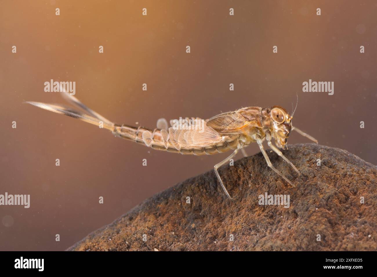 Summer mayfly nymph (Siphlonurus lacustris), underwater, Europe, June ...