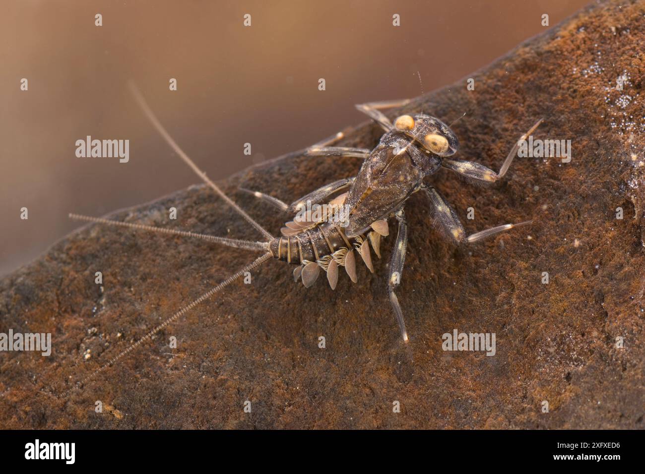 Flathead mayfly nymph (Electrogena sp.), clinging at the bottom, Europe, June, controlled ...