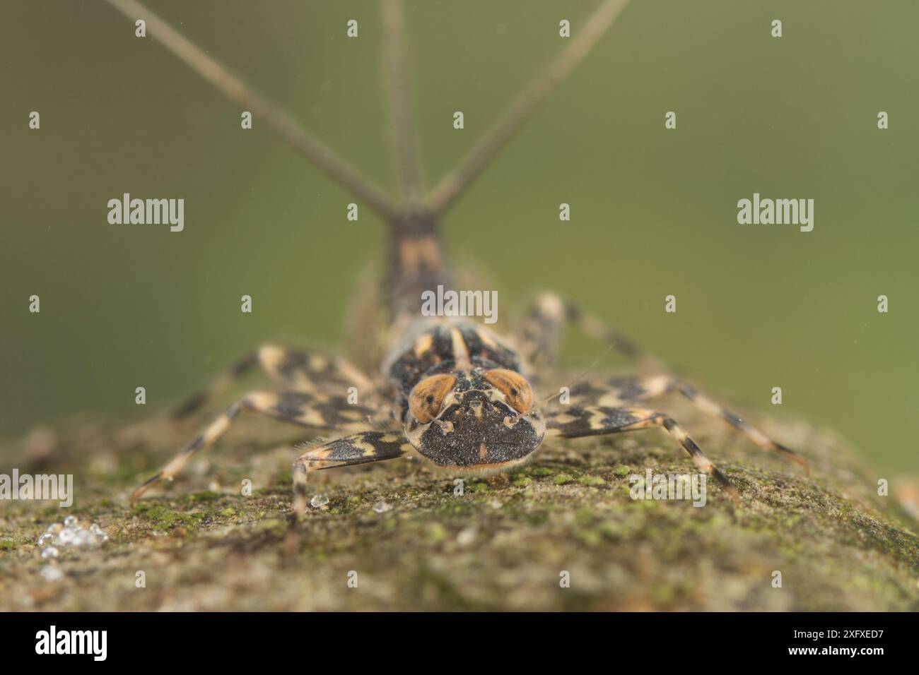 Flathead mayfly nymph (Heptagenia flava), underwater, Europe, June ...