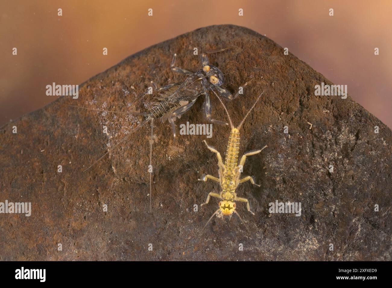 Flathead mayfly nymph (Electrogena sp.) and Stonefly nymph (Isoperla sp ...
