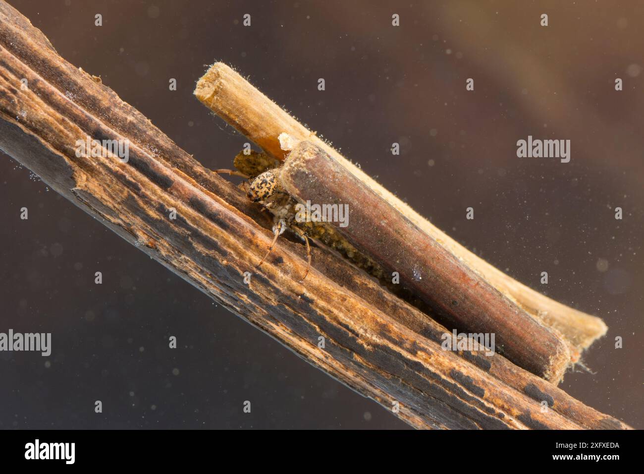 Case-building caddisfly larva (Anabolia sp.), crawling on a submerged ...