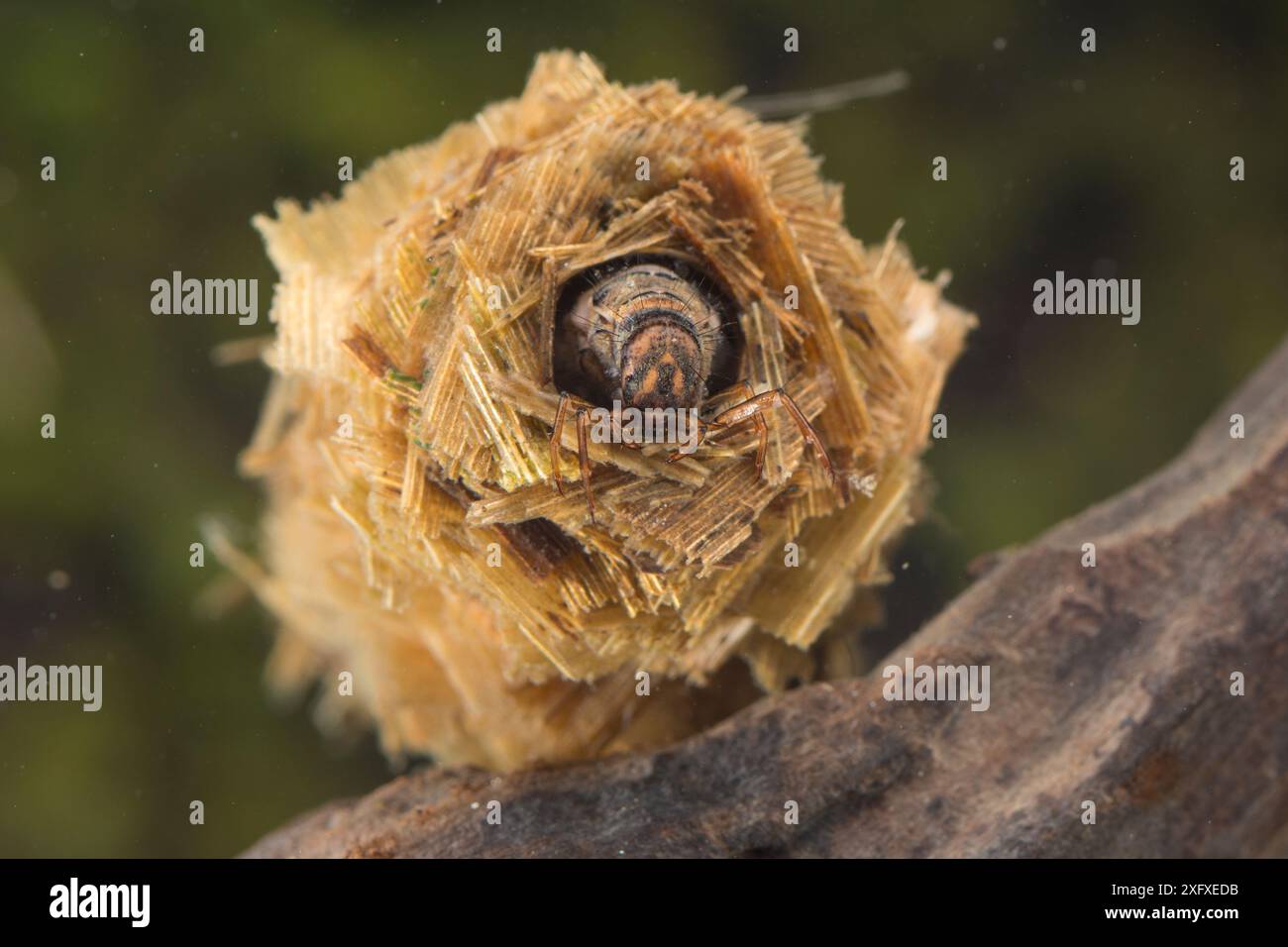 Case-building caddisfly larva (Limnephilus rhombicus), Europe, June ...