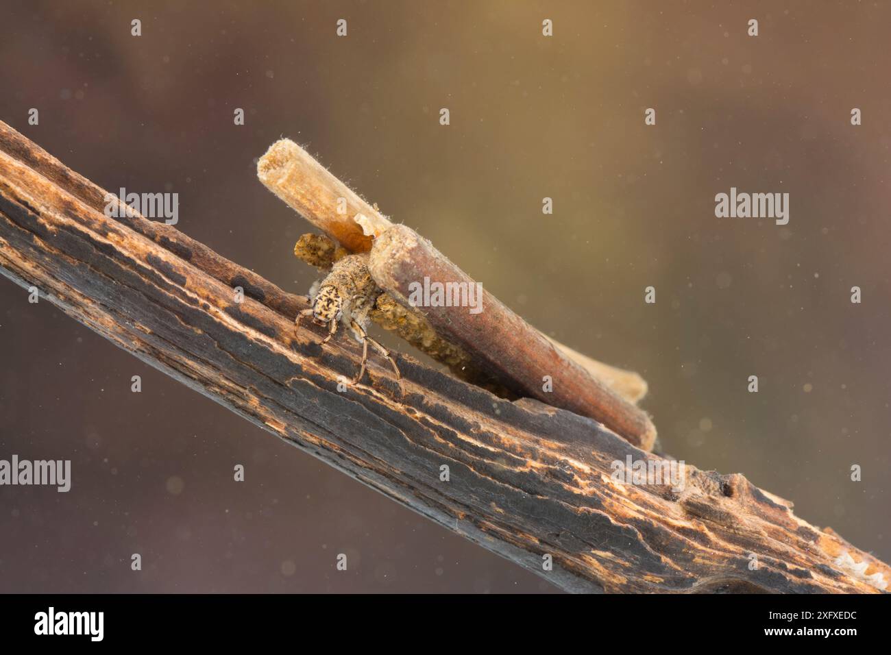 Case-building caddisfly larva (Anabolia sp.), crawling on a submerged ...