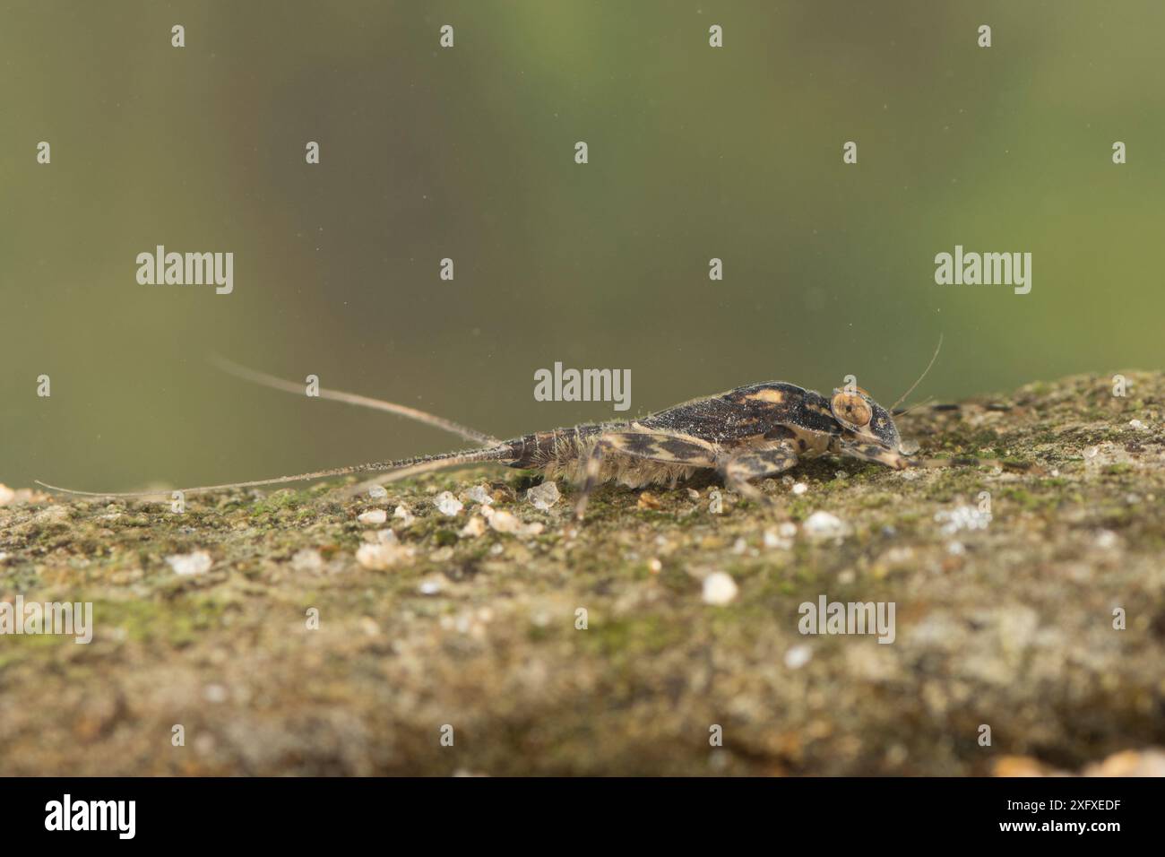 Flathead mayfly nymph (Heptagenia flava), underwater, Europe, June ...