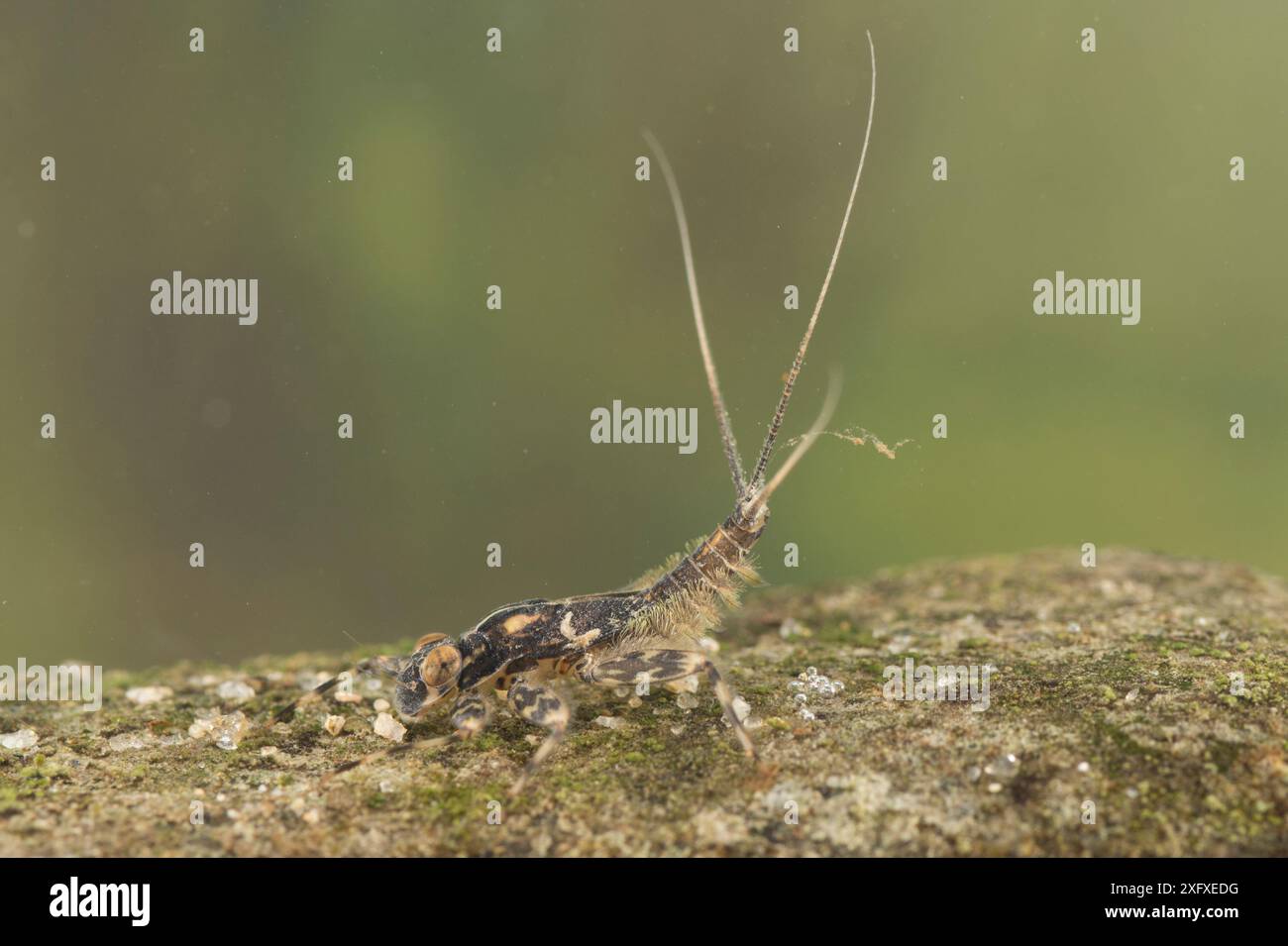 Flathead mayfly nymph (Heptagenia flava), expelling waste, Europe, June ...