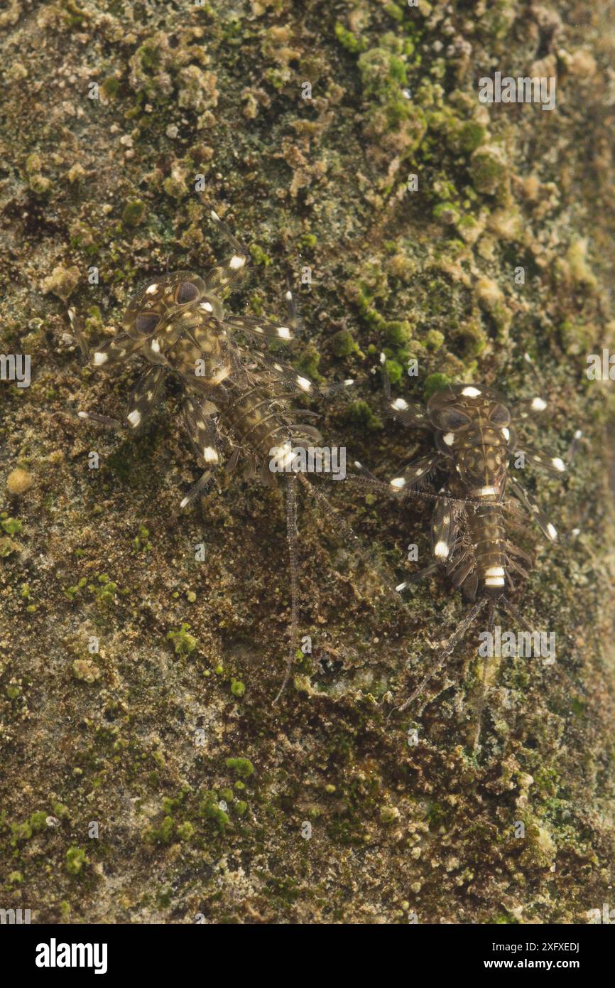 Flathead mayfly nymphs (Ecdyonurus sp.), camouflaged on a stone ...