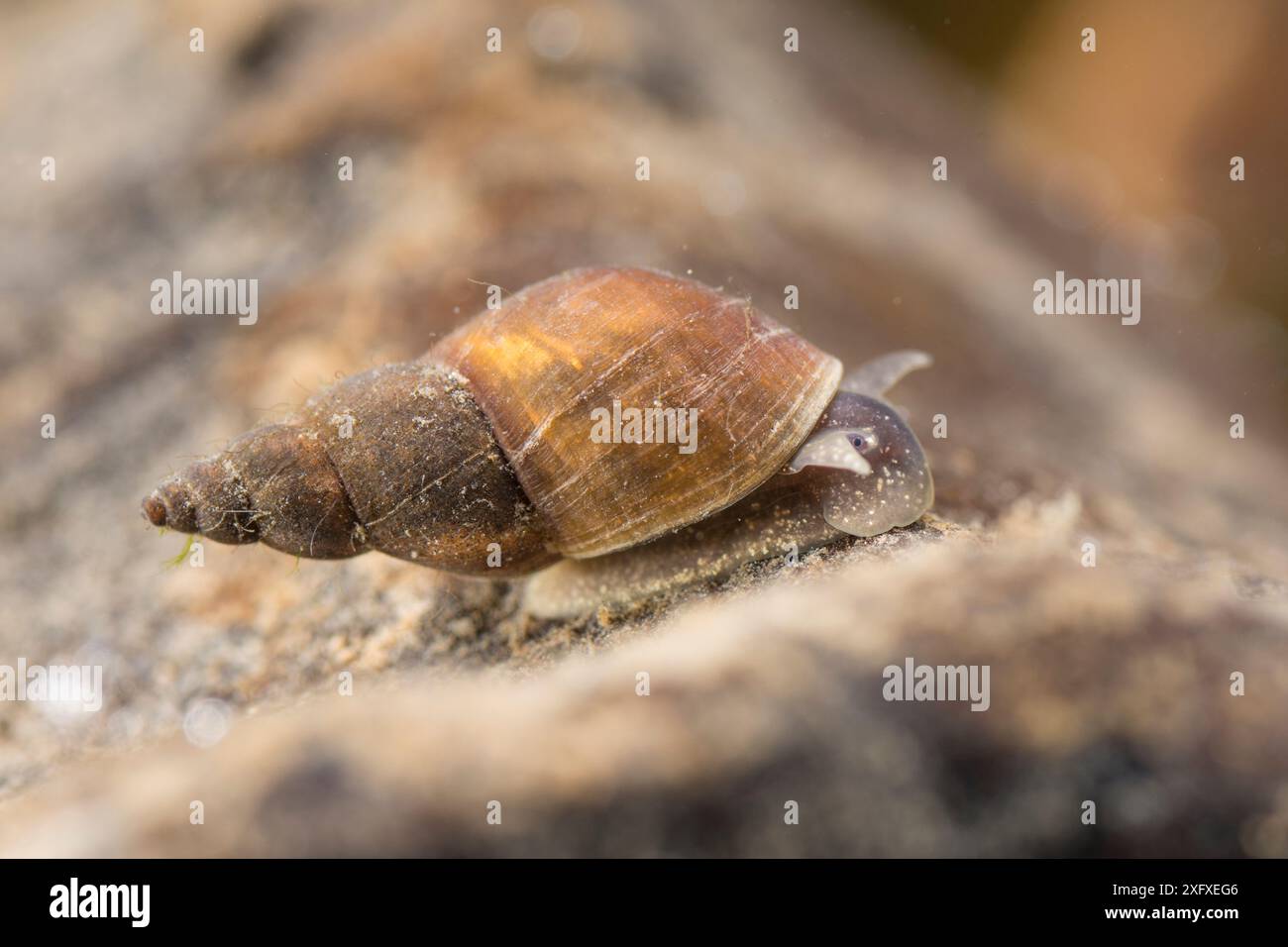 Freshwater snail (Stagnicola sp.), on stone underwater, Europe, July ...