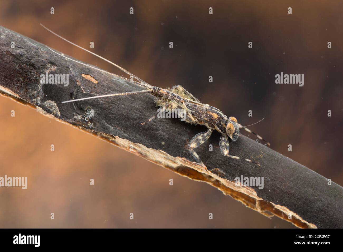 Flathead mayfly nymph (Heptagenia flava), on piece of submerged wood ...