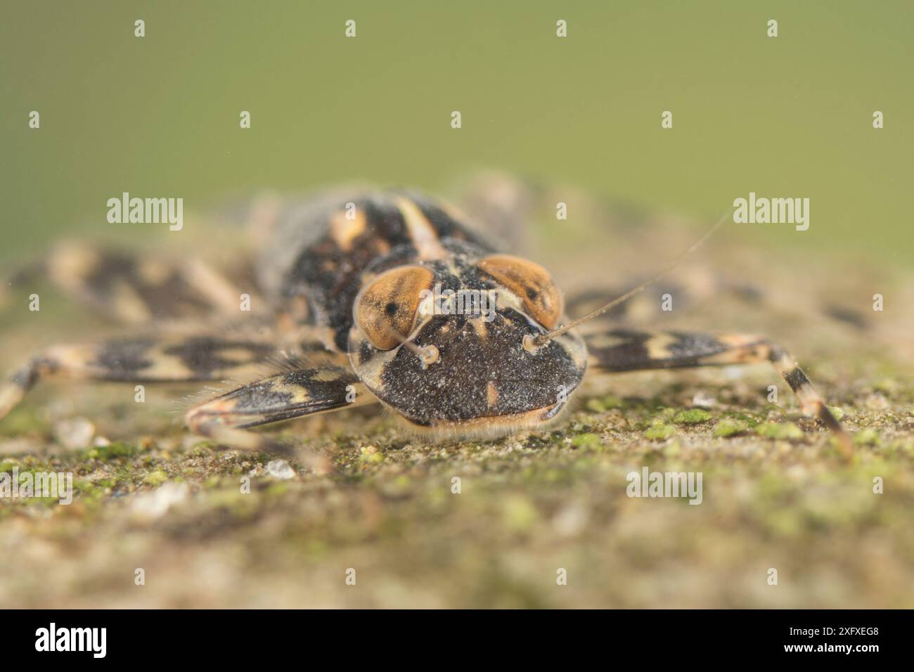Flathead mayfly nymph (Heptagenia flava), underwater, Europe, June ...