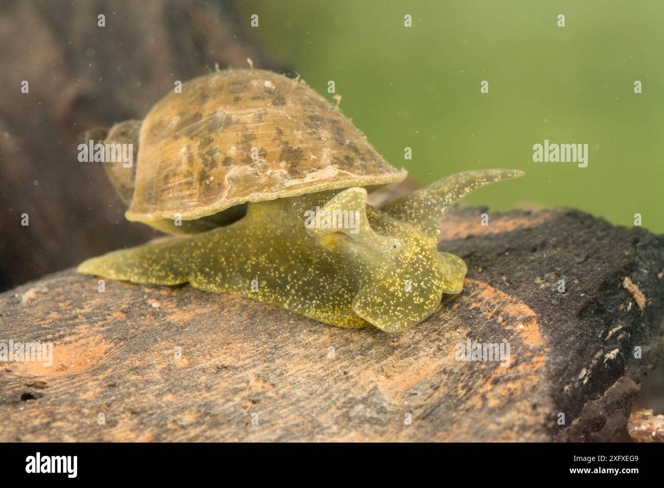 Root into europe hi-res stock photography and images - Alamy
