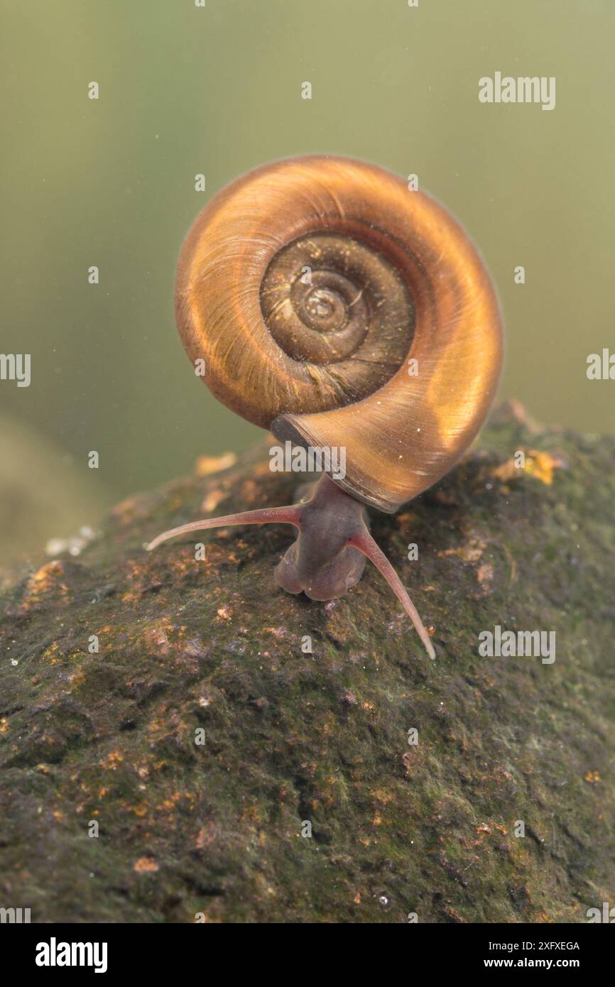 Ramshorn snail (Planorbis planorbis), on stone underwater, Europe, June ...