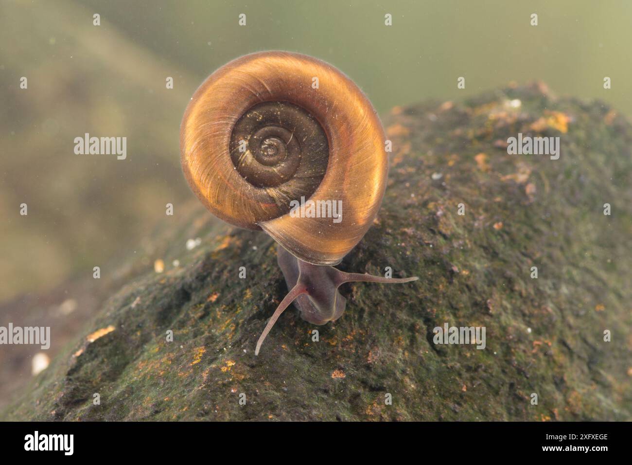 Ramshorn snail (Planorbis planorbis), on stone underwater, Europe, June ...