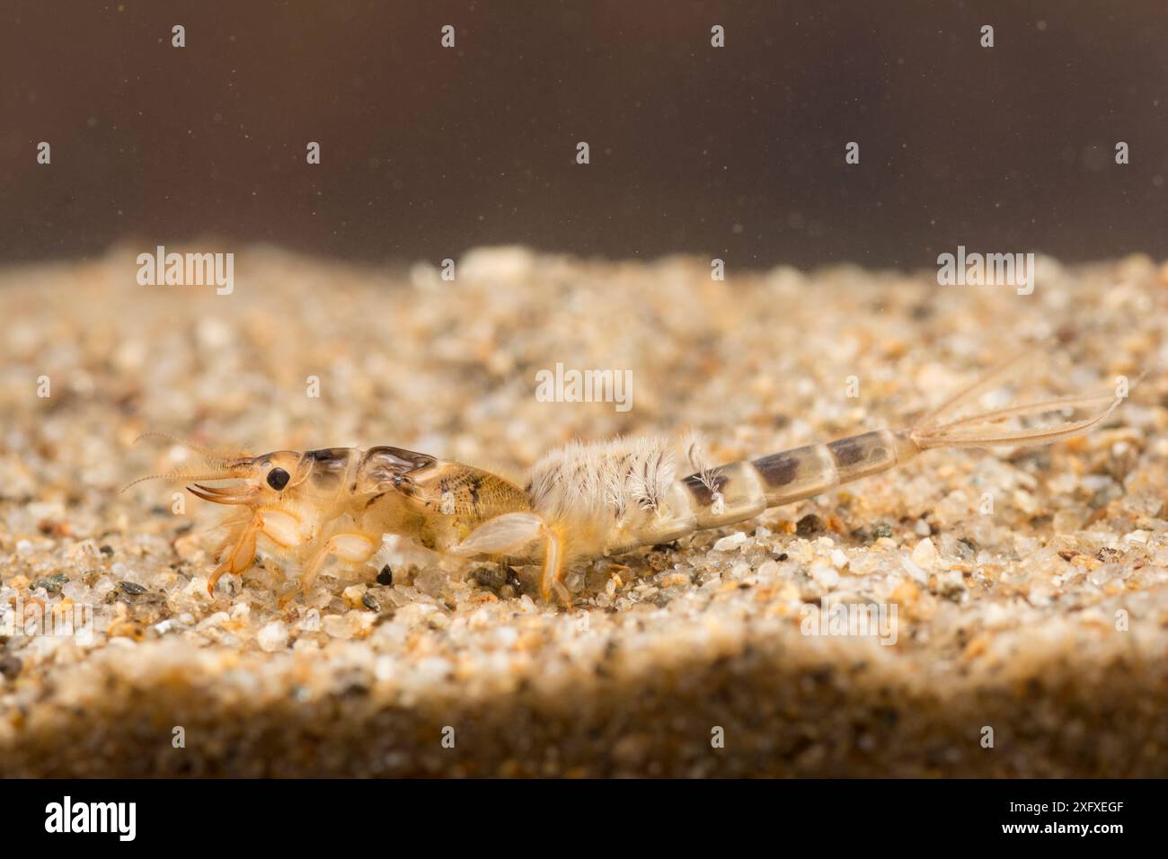 Common burrowing mayfly nymph (Ephemera danica), Eupope, June ... Common burrowing mayfly nymph (Ephemera danica), Eupope, June ...