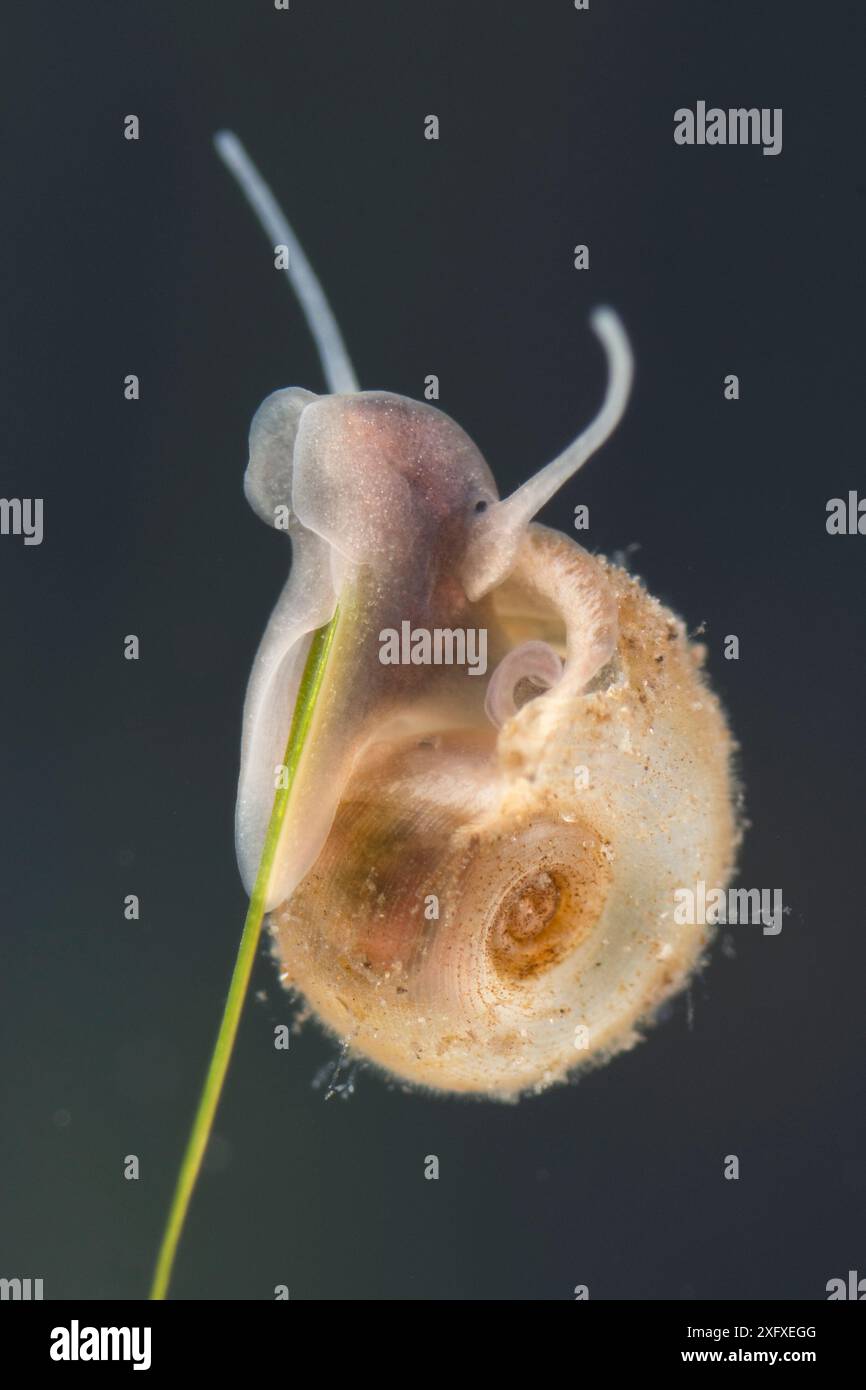 Great ramshorn snail (Planorbarius corneus) juvenil, onstem of aquatic ...