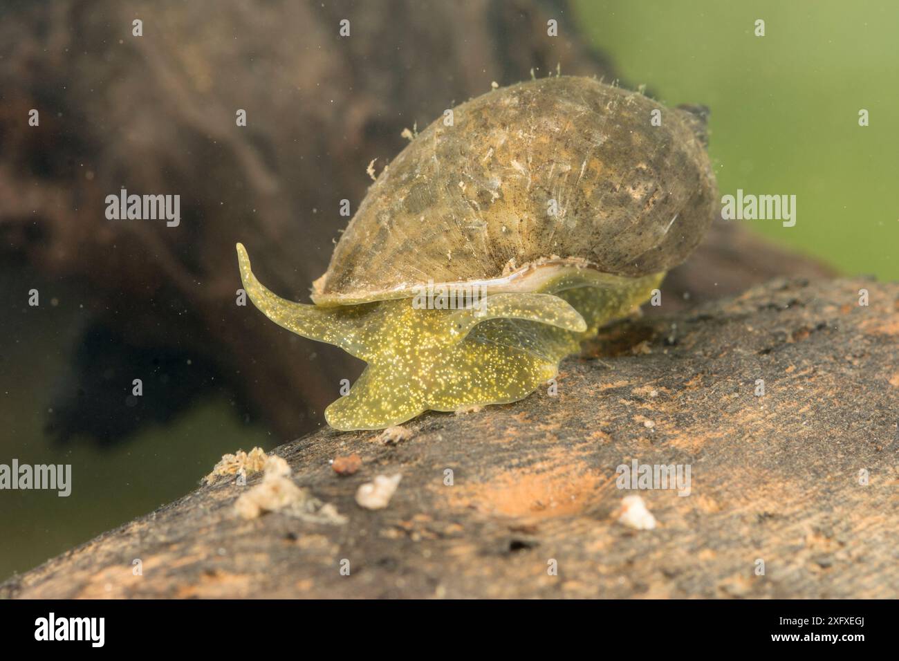 Freshwater snail (Radix sp.), on submerged root, Europe, June ...