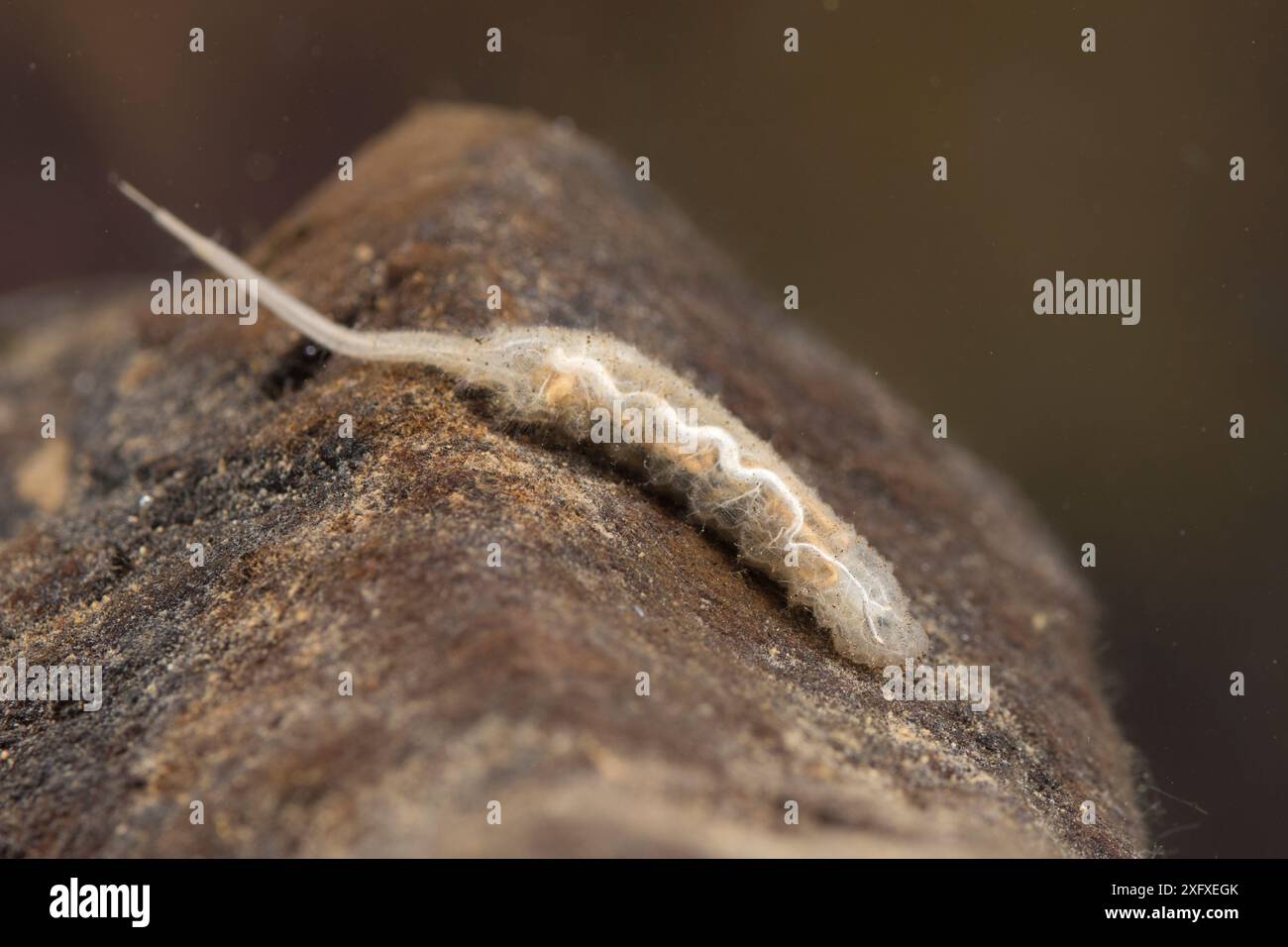 Hoverfly larvae flower flies hi-res stock photography and images - Alamy