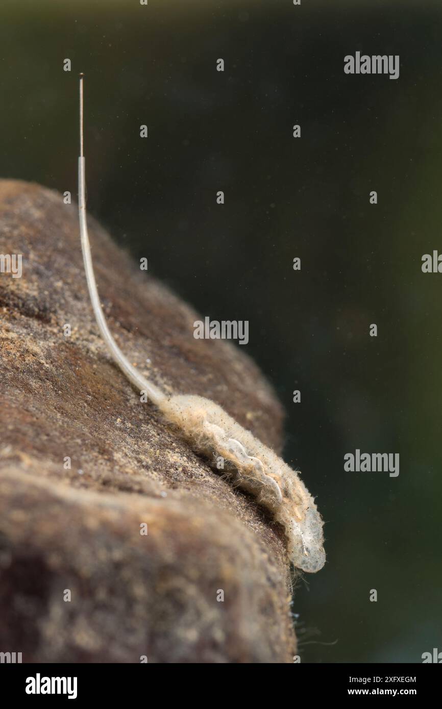 Hoverfly larvae flower flies hi-res stock photography and images - Alamy