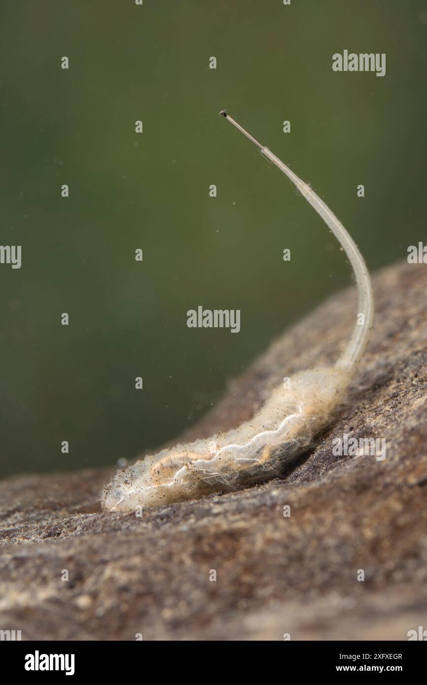 Hoverfly larvae flower flies hi-res stock photography and images - Alamy