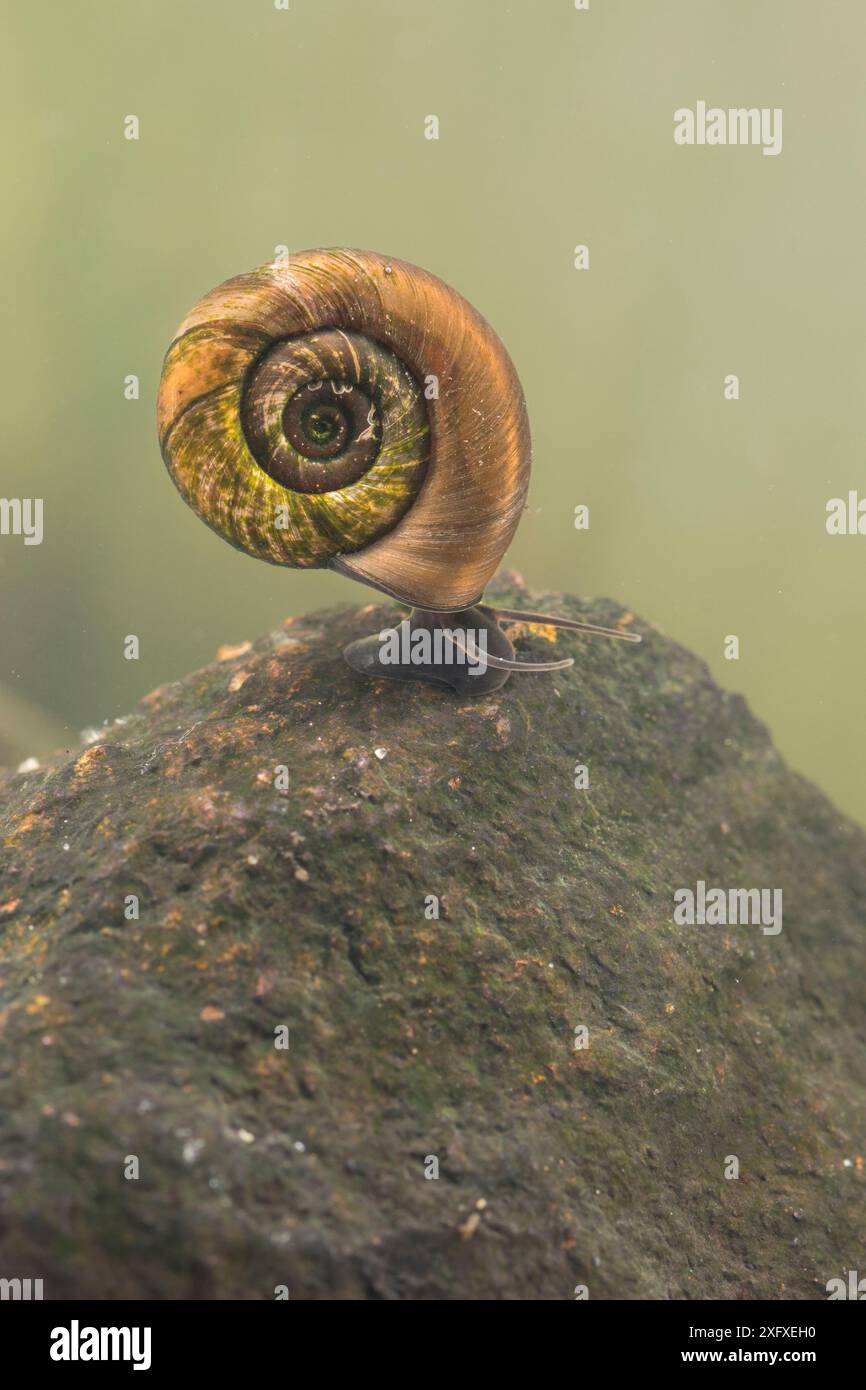 Ramshorn snail (Planorbis planorbis), on stone underwater, Europe, June ...