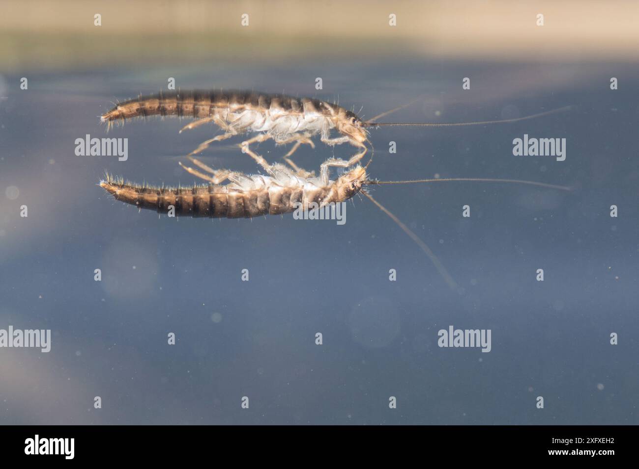 Marsh beetle larva (Scirtidae), walking upside down on the meniscus of ...
