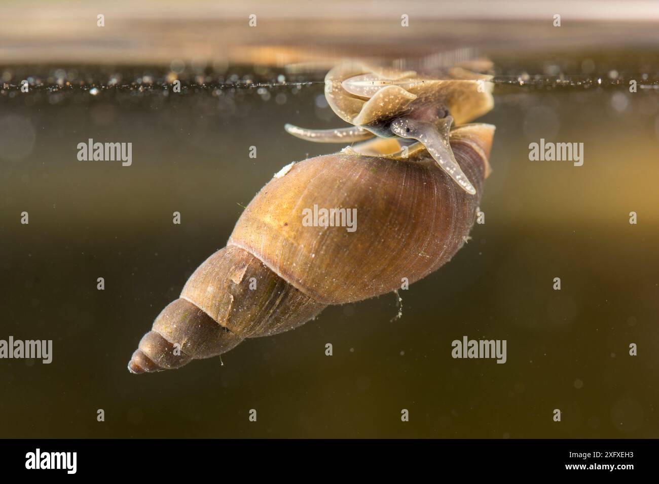 Freshwater snail (Stagnicola sp.), by the water surface, Europe, July ...