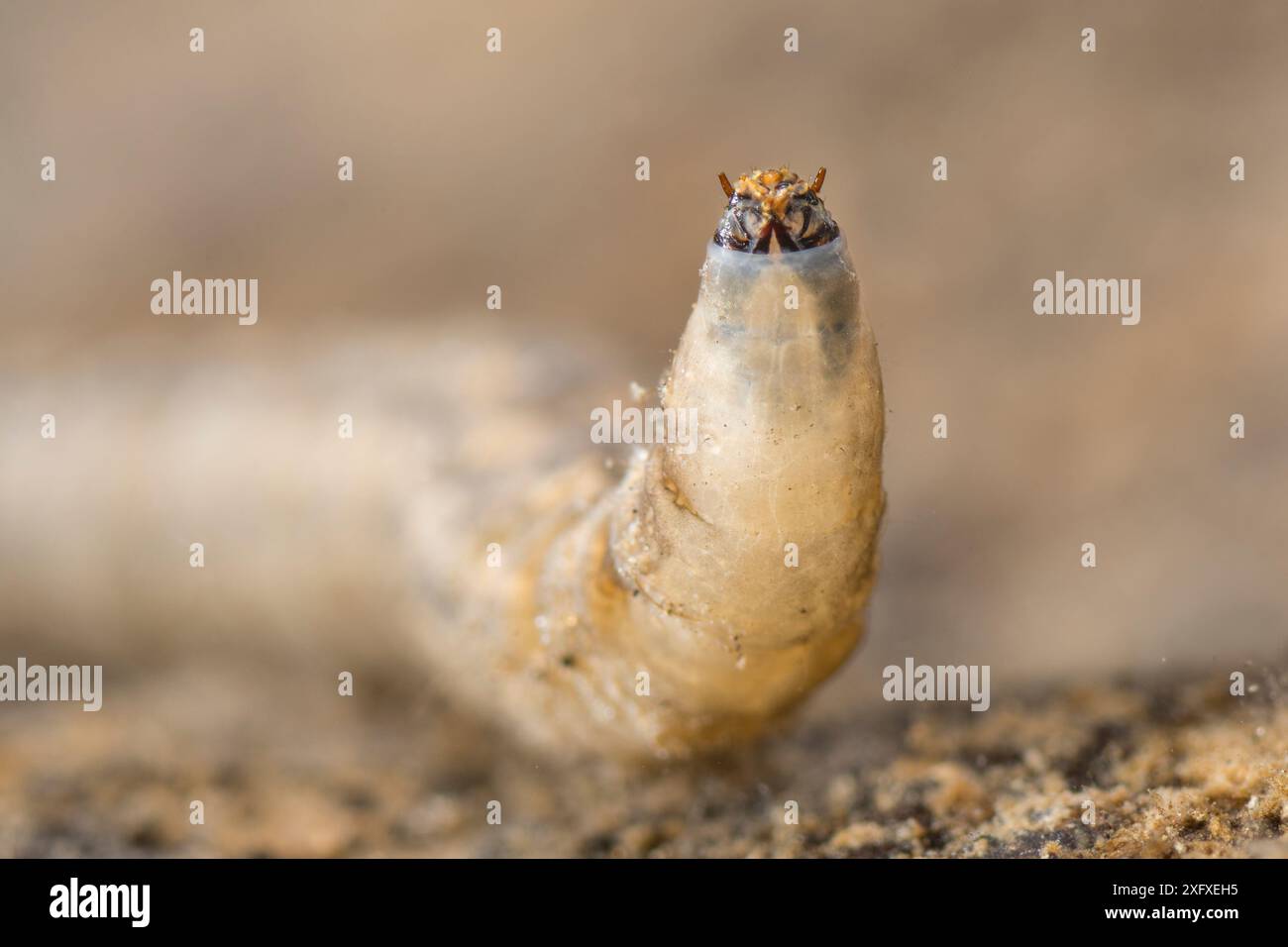Crane fly larva (Tipula sp.), Europe, November, controlled conditions ...