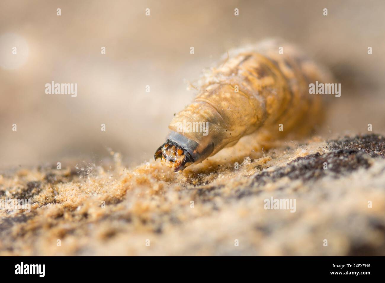 Crane fly larva (Tipula sp.), Europe, November, controlled conditions ...