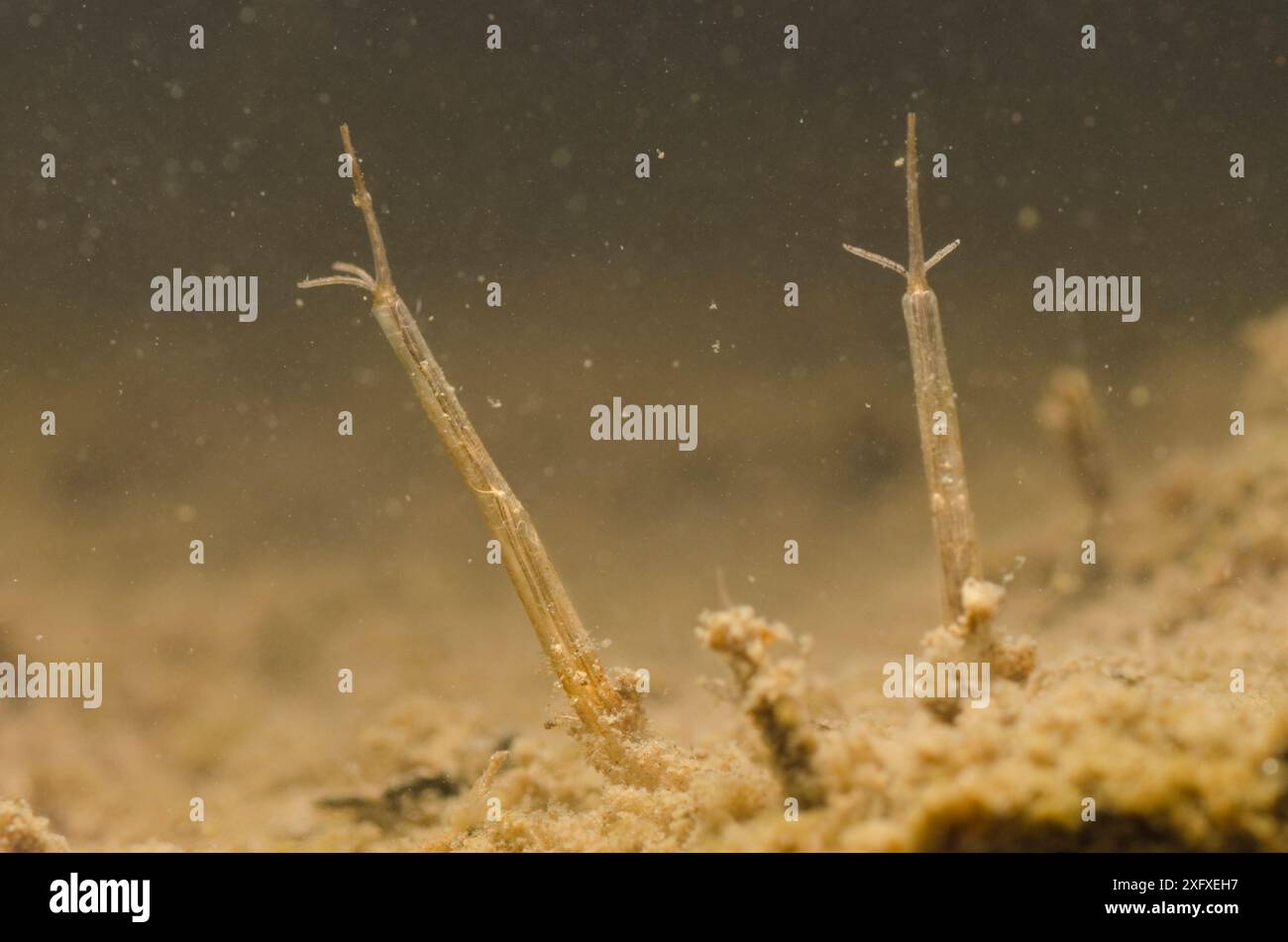 Phantom crane fly larvae (Ptychoptera), extending their breathing ...