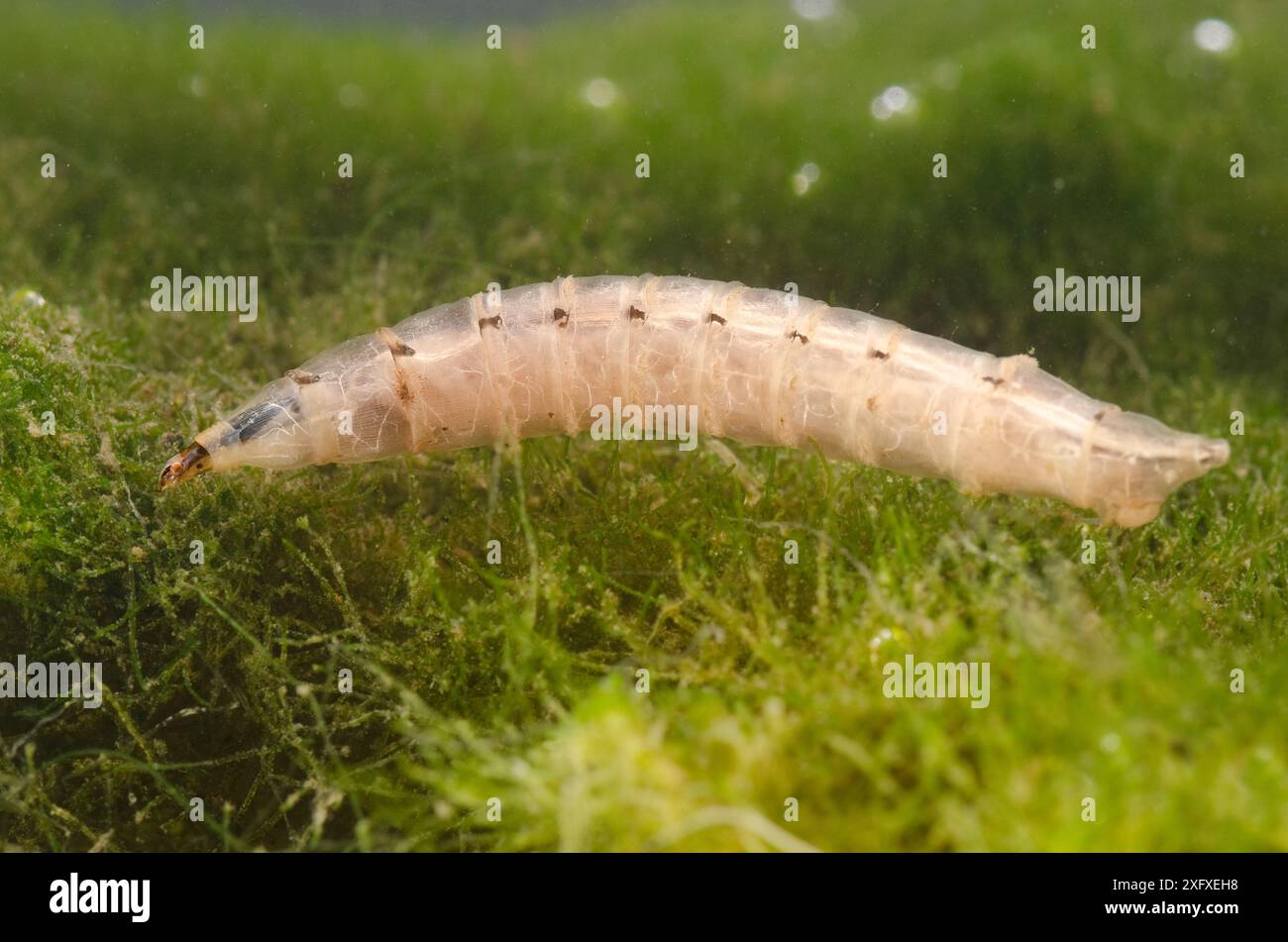 Horse fly larva tabanidae hi-res stock photography and images - Alamy